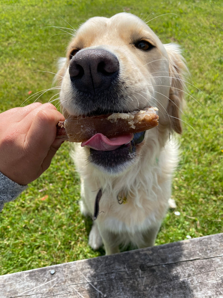 Pupsicles For Dogs – PupsiclesForDogs