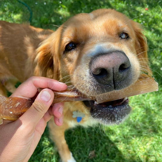 Pupsicles For Dogs – PupsiclesForDogs